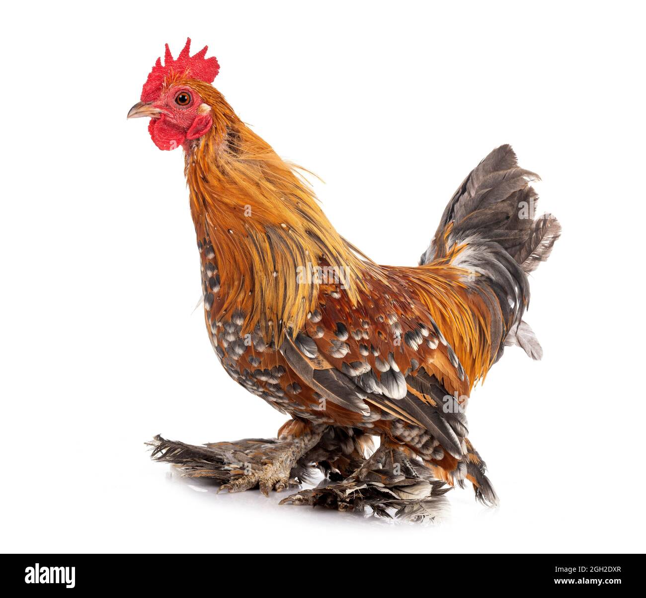Booted Bantam in front of white background Stock Photo - Alamy