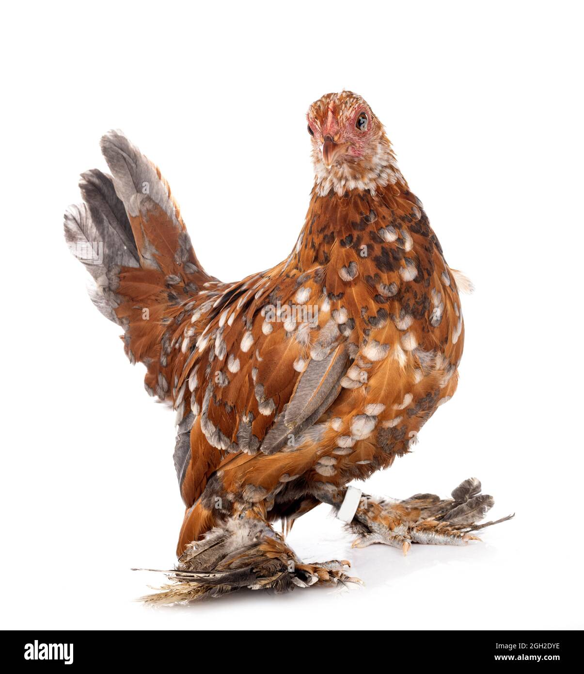 Booted Bantam in front of white background Stock Photo - Alamy