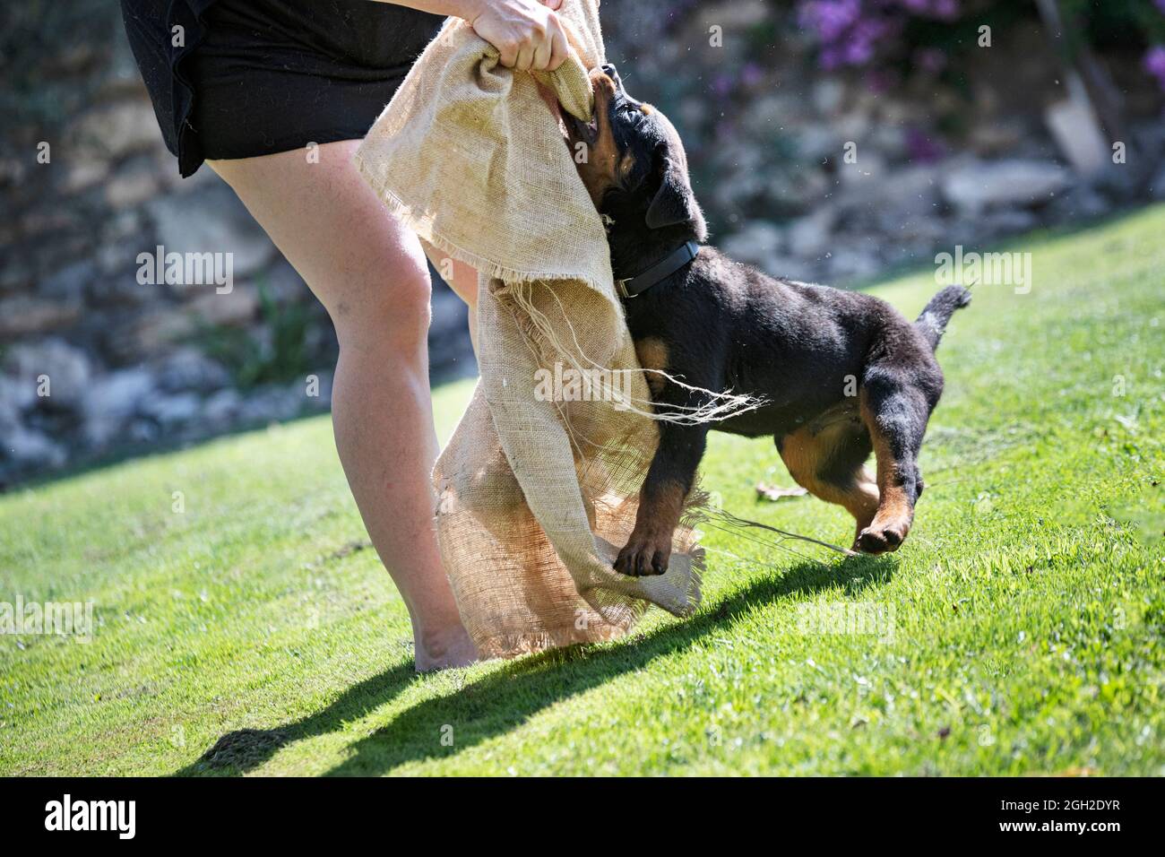 puppy rottweiler training for protection outdoor Stock Photo - Alamy