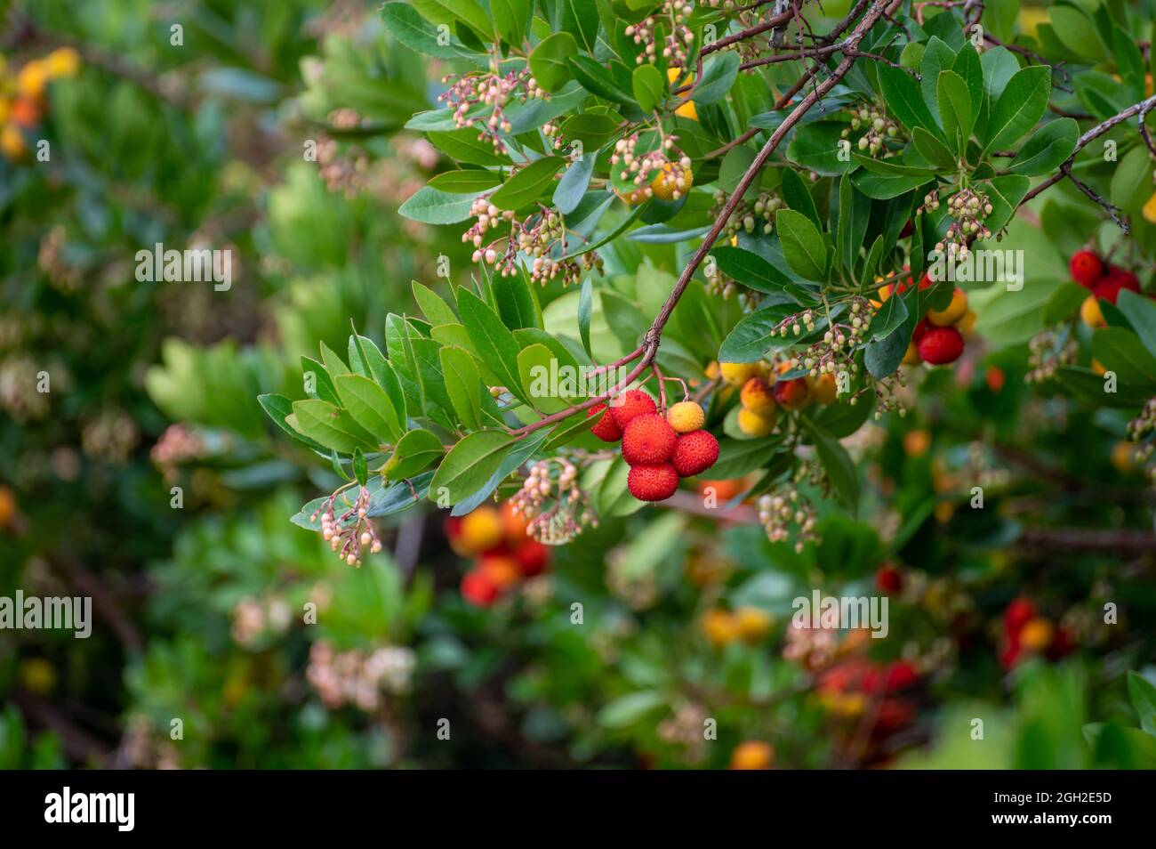 Botanical collection, ripe colorful fruits and flowers of Arbutus unedo ...