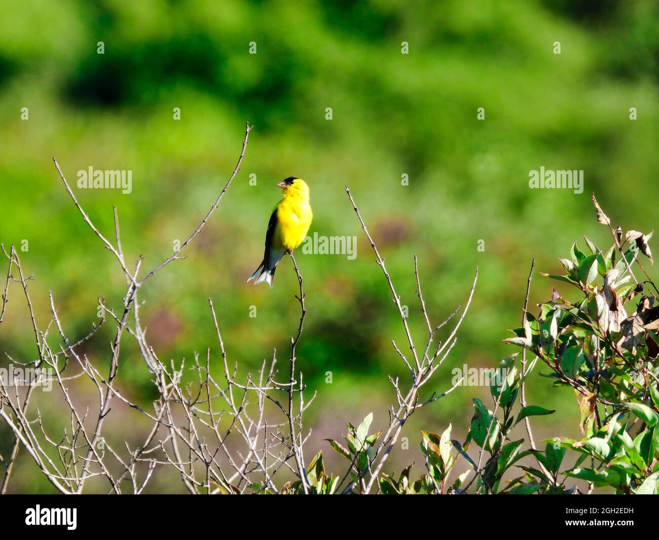 Male American Goldfinch Bird Perched on the Top of a Bush Stem on a ...