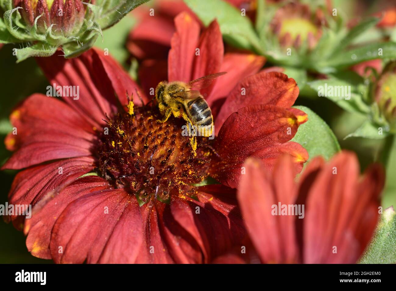 A bee/wasp in a red flower Stock Photo - Alamy
