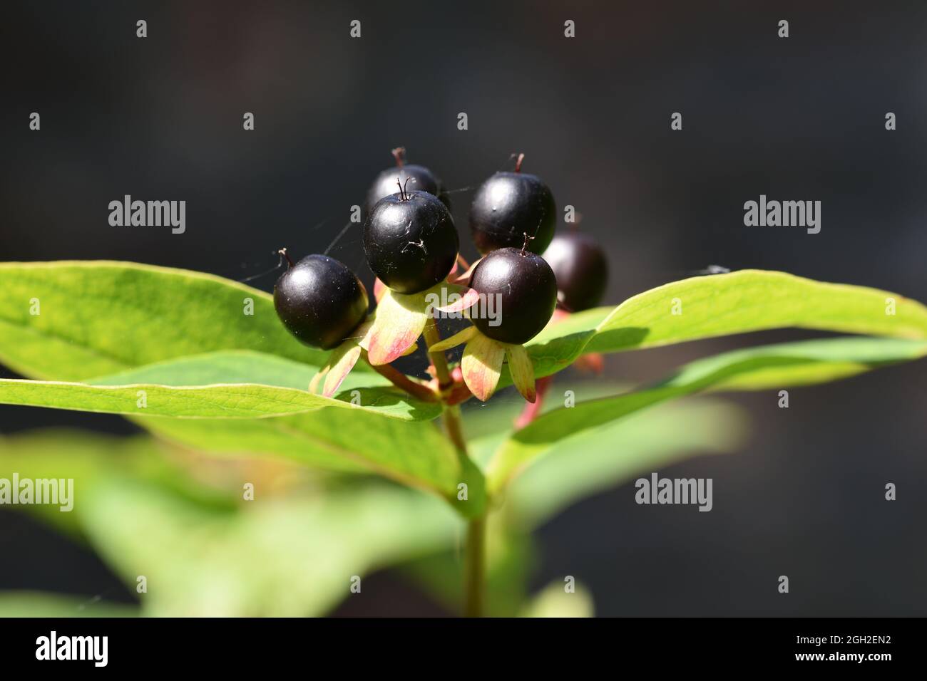 Beautiful black berries in the centre of this photograph with a black ...
