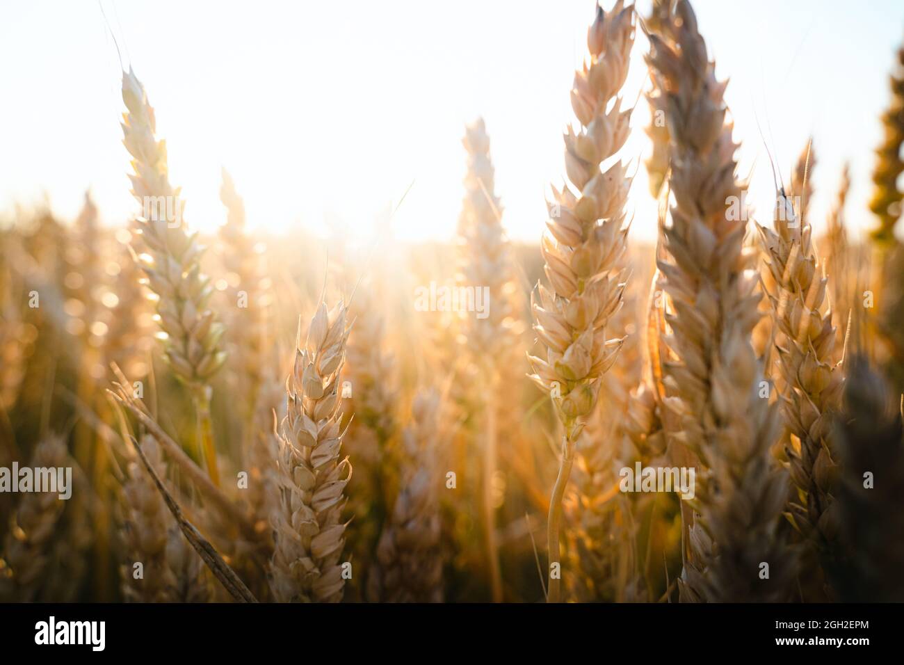 Sunset wheat golden field in the evening. Growth nature harvest ...