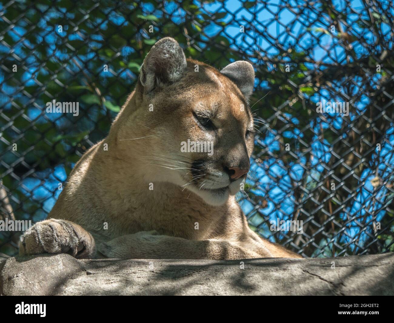 Majestic puma hi-res stock photography and images - Alamy