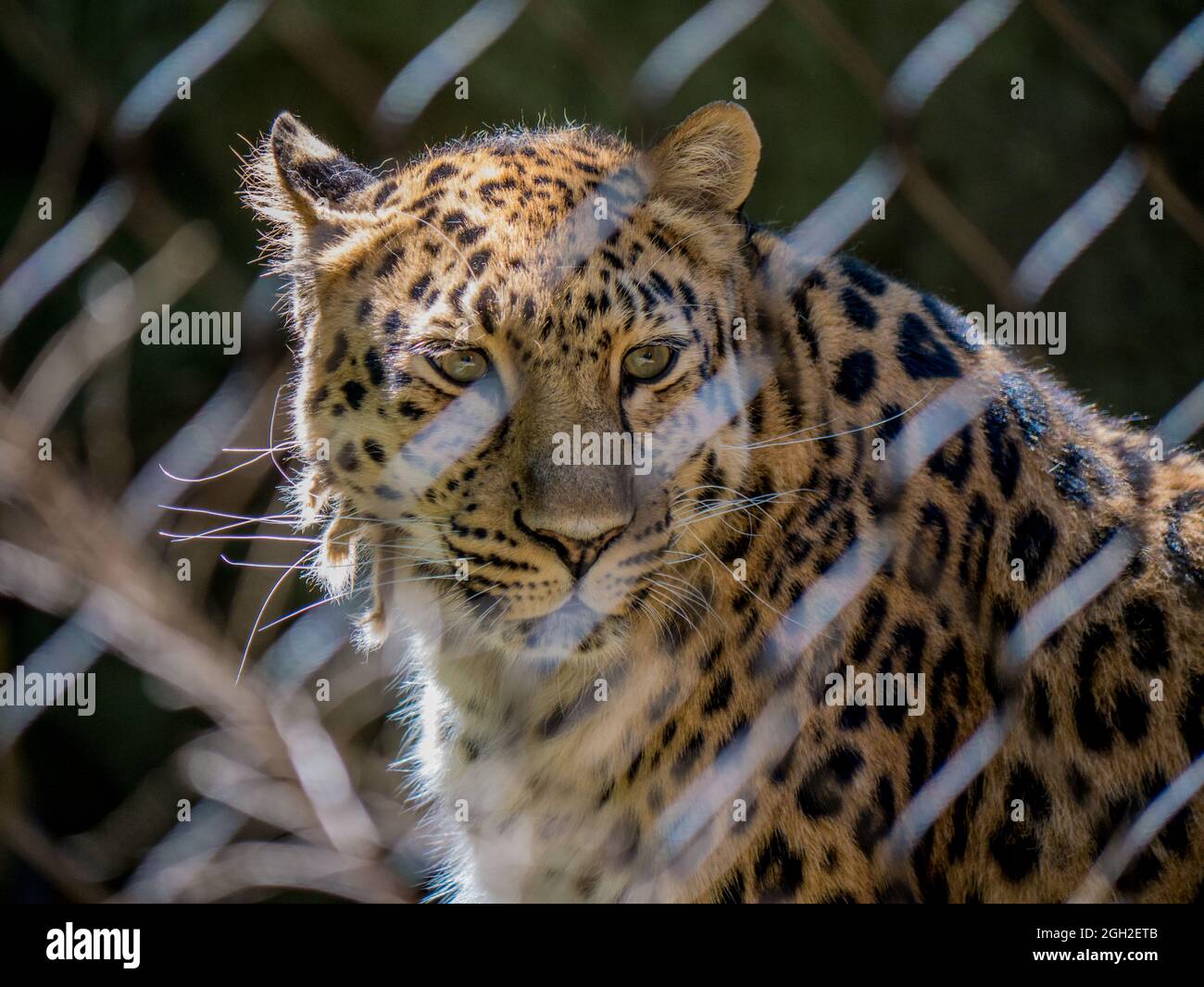 A leopard looking majestic even behind the fence of a zoo Stock Photo ...