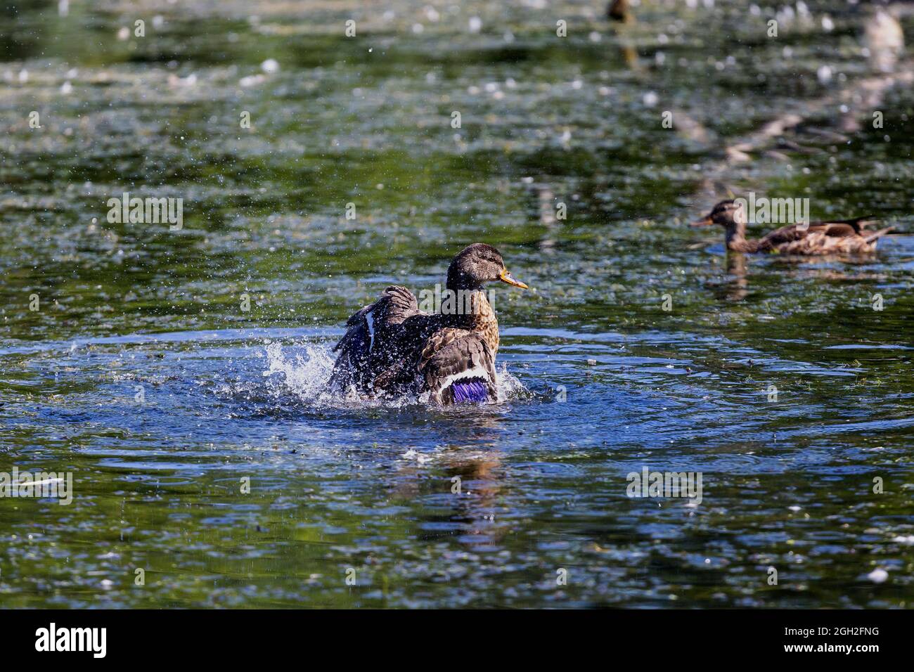 The Mallard duck on a lake. Mallards are dabbling ducks. Males are ...
