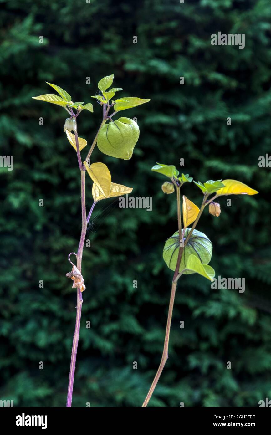 Growing young tomatillo plant, Physalis ixocarpa Stock Photo - Alamy