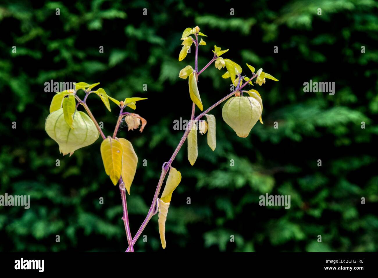 Growing young tomatillo plant, Physalis ixocarpa Stock Photo - Alamy