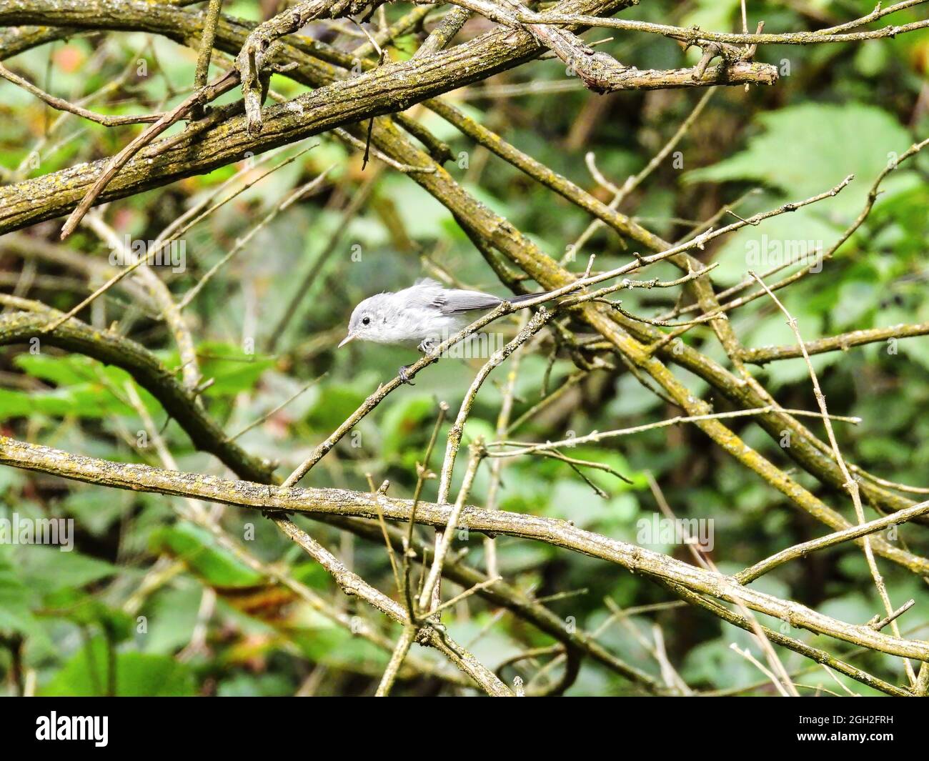 Female Blue-gray Gnatcatcher Bird Among Bush Stems and Branches in ...