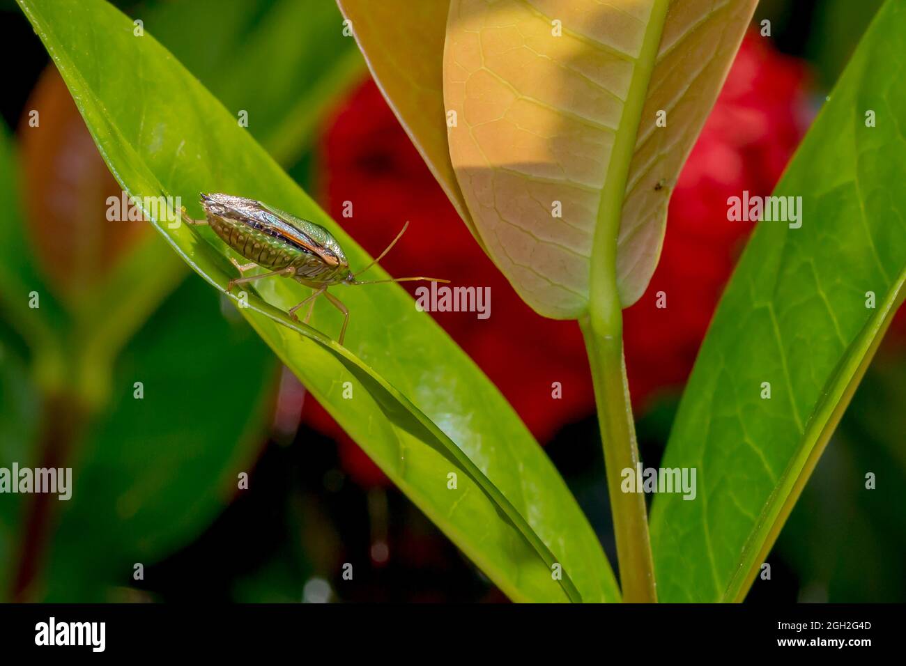 Brown-winged Stink Bug walking on the leaf (Percevejo da Soja / Edessa ...