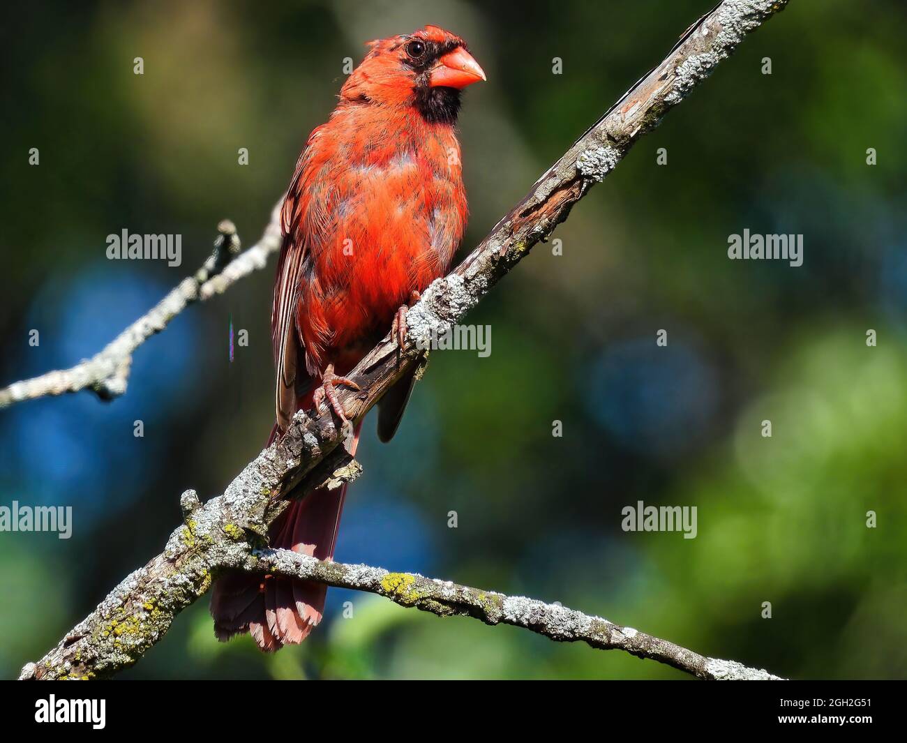 Red Cardinal on a Branch: A balding molting male Northern red cardinal ...