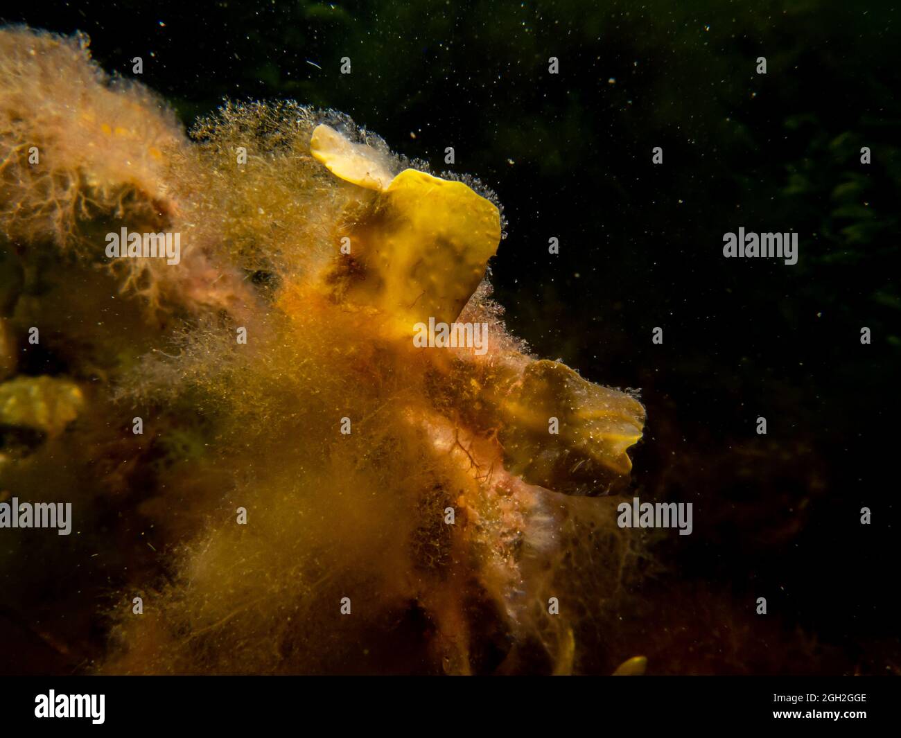 Closeup of Fucus vesiculosus, common names bladderwrack, black tang ...