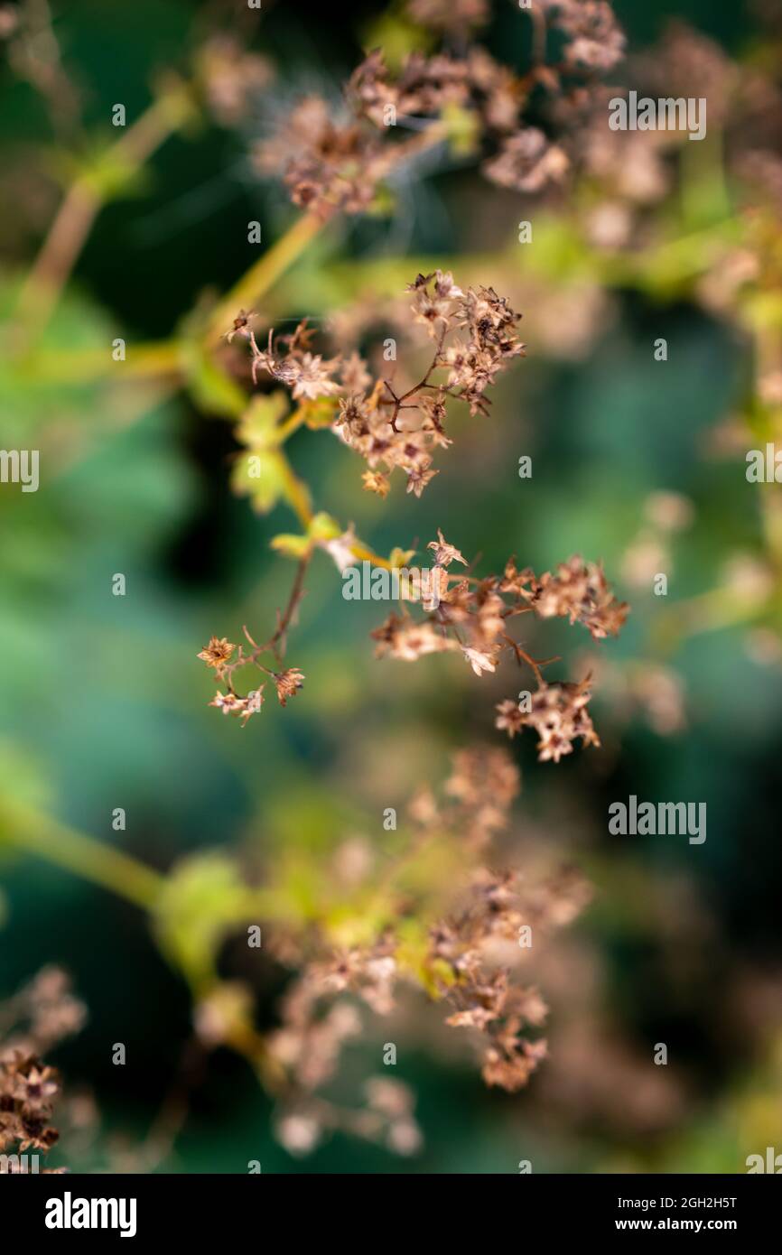 Dancing lady flower hi-res stock photography and images - Alamy