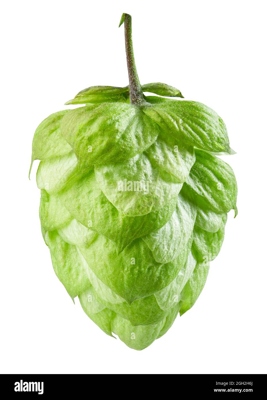 Plant cone hi-res stock photography and images - Alamy