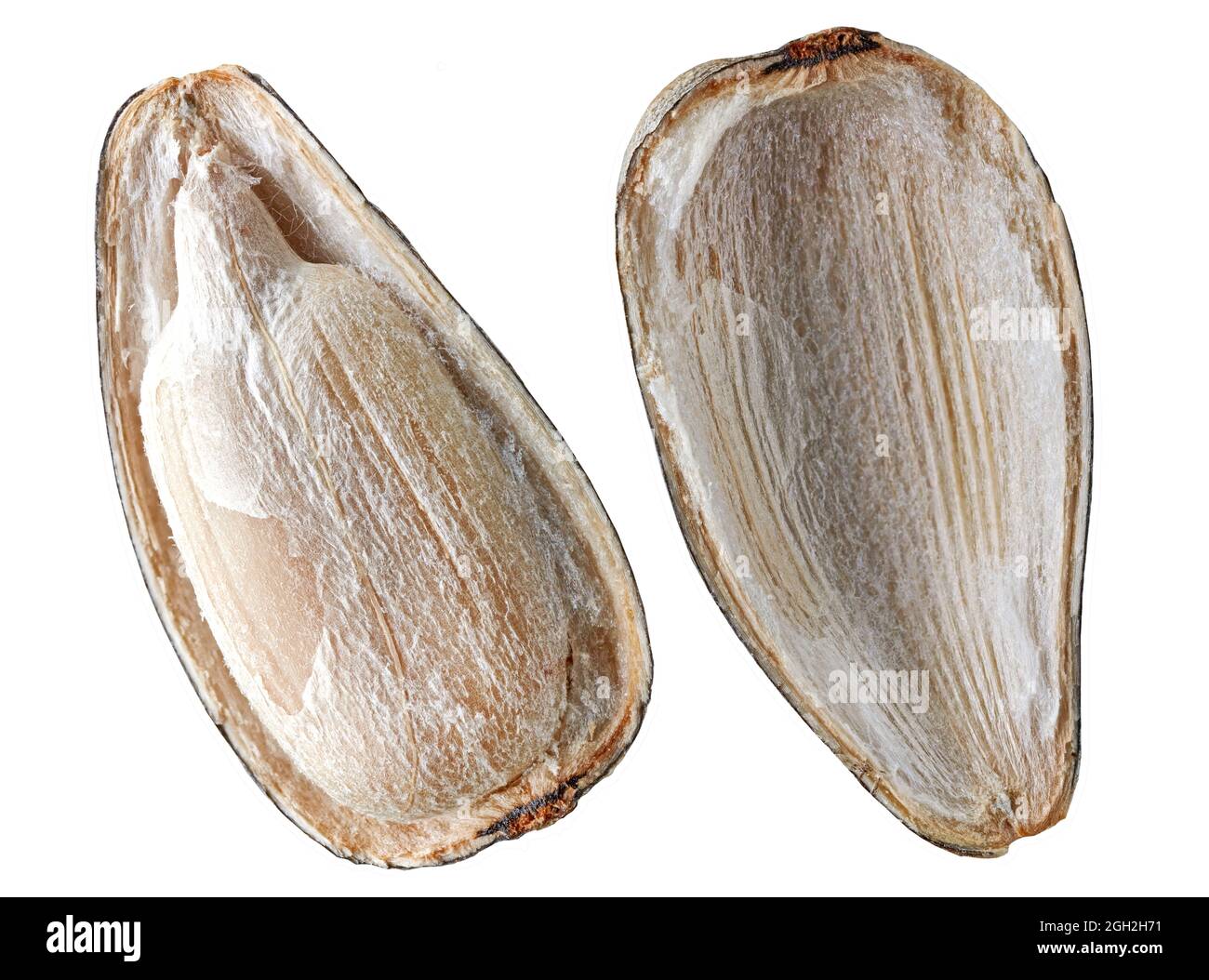 sunflower seed macro isolated on white background Stock Photo - Alamy