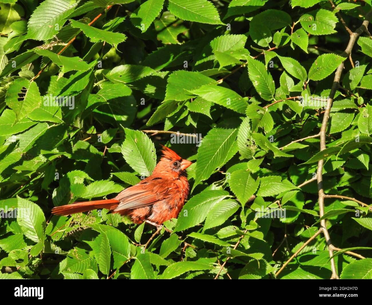 Molting northern cardinal hi-res stock photography and images - Alamy