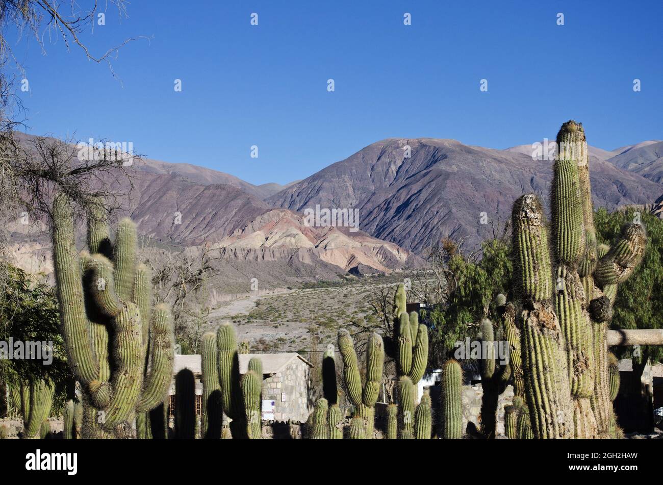 Green cactuses in the Quebrada de Humahuaca Stock Photo - Alamy