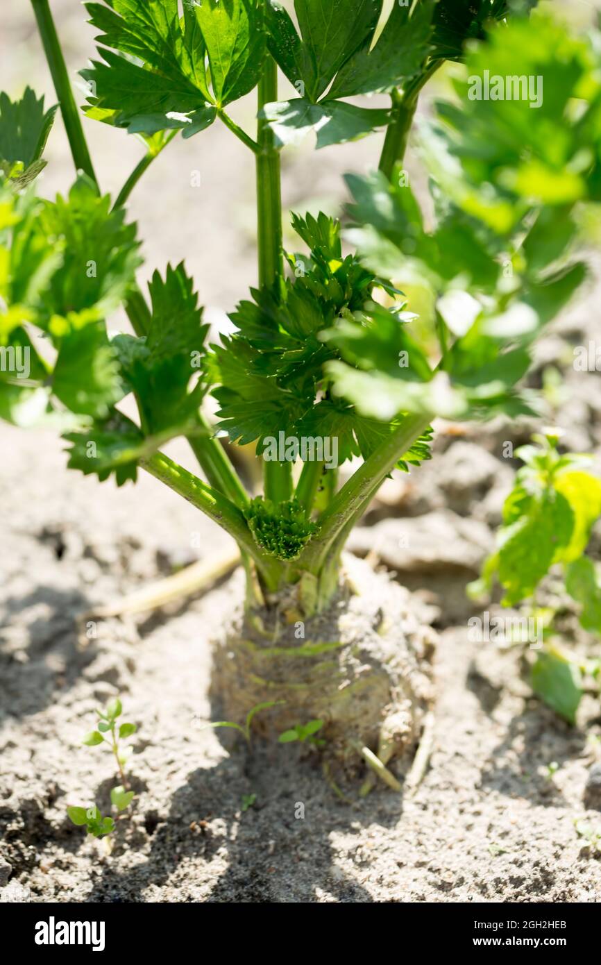 Root celery, celeriac in soil, garden Stock Photo - Alamy