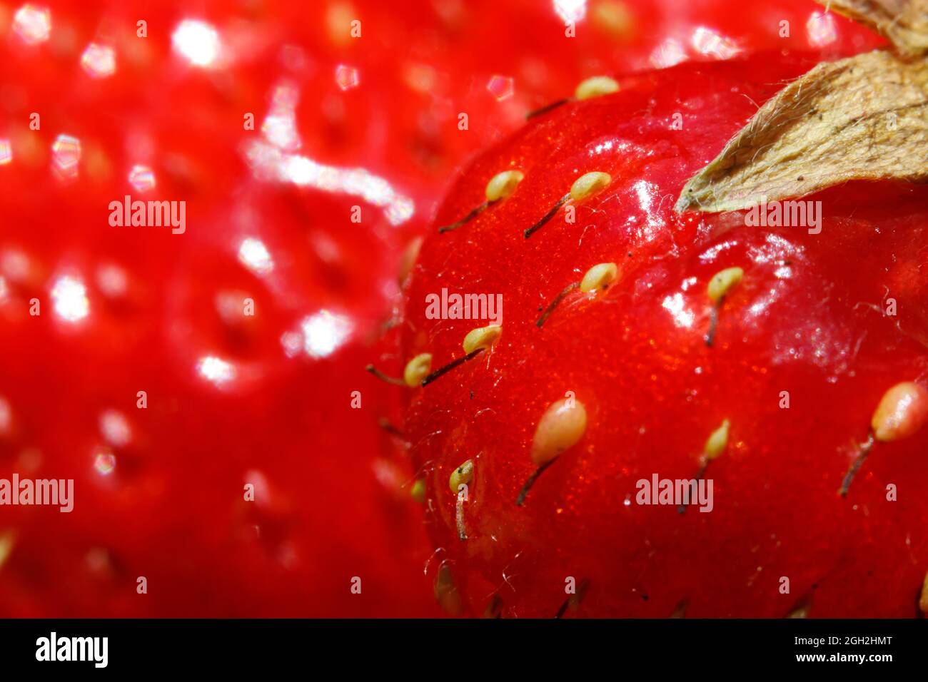 Industrial cultivation of strawberry plant. Ripe red fruits strawberry ...