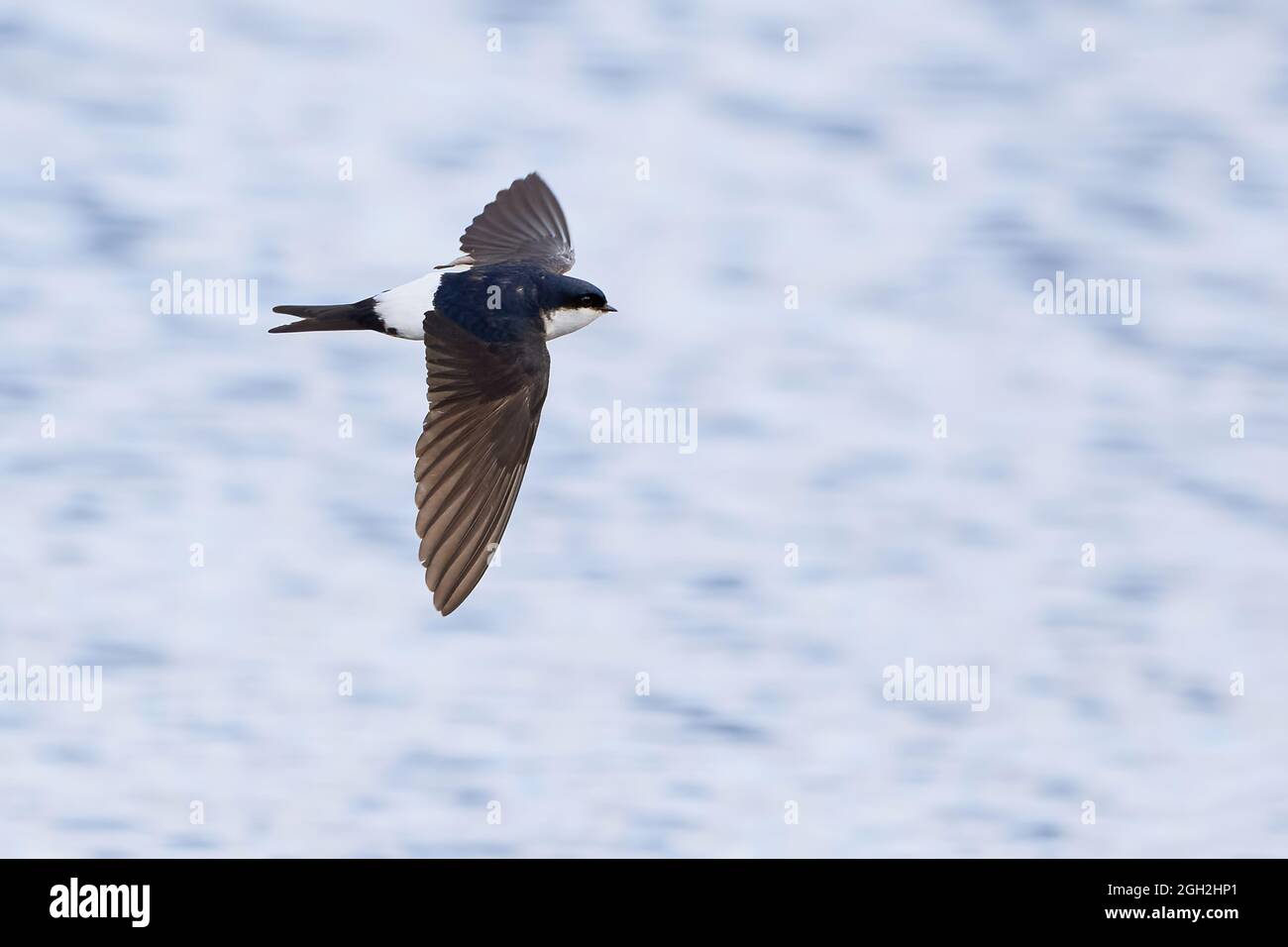 Common house martin in flight catching insects above water (Delichon ...