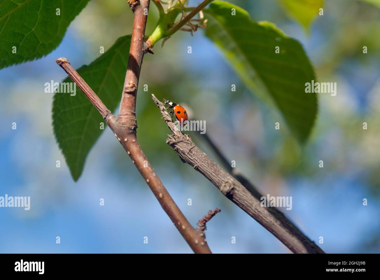 A closeup shot of a ladybug sitting on a tree branch. Ladybug on a ...