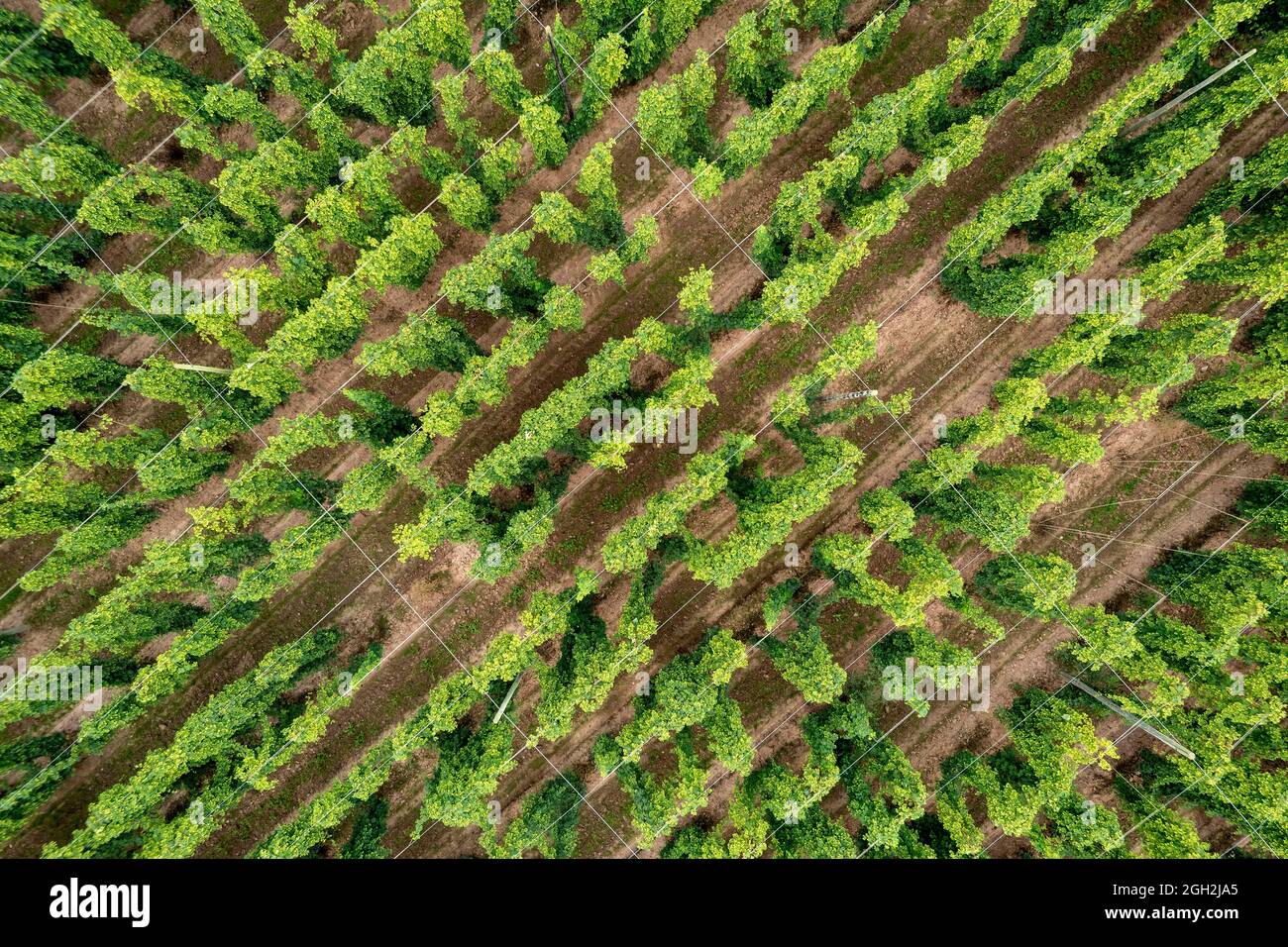 Aerial view growing and harvesting hops in Herefordshire Britain Uk ...