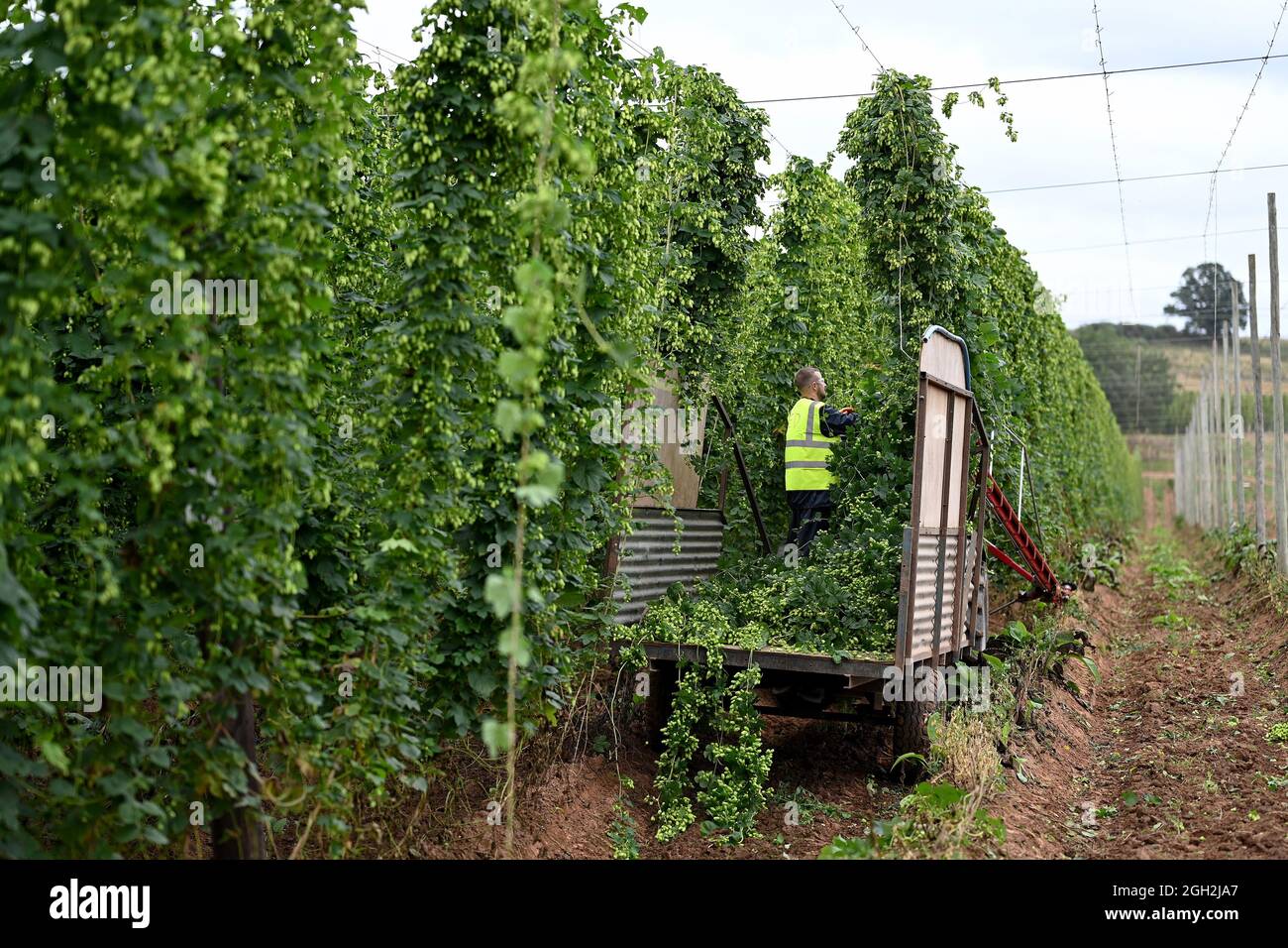 Growing and harvesting hops in Herefordshire Britain Uk Stock Photo - Alamy