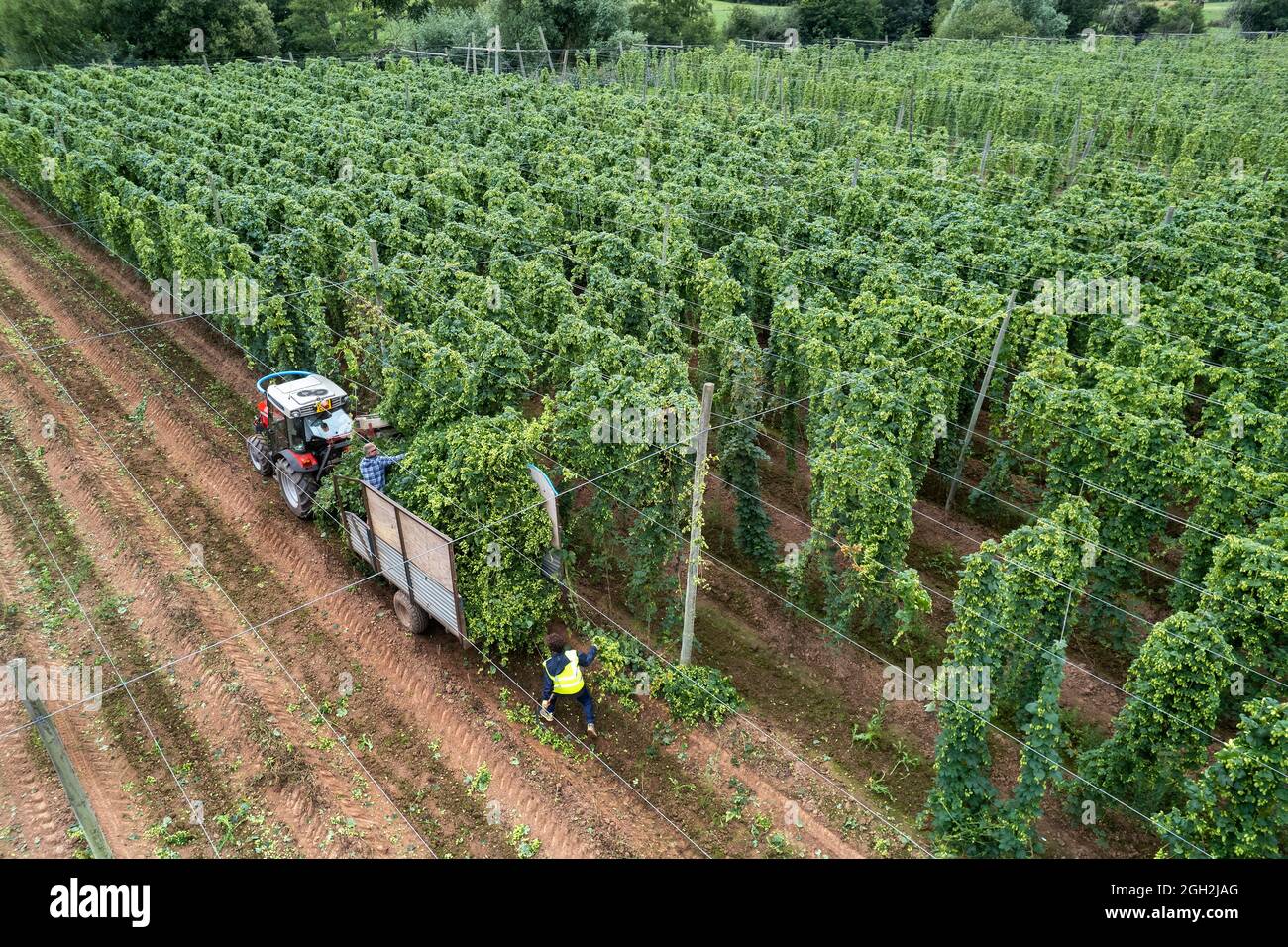 Growing and harvesting hops in Herefordshire Britain Uk Stock Photo - Alamy