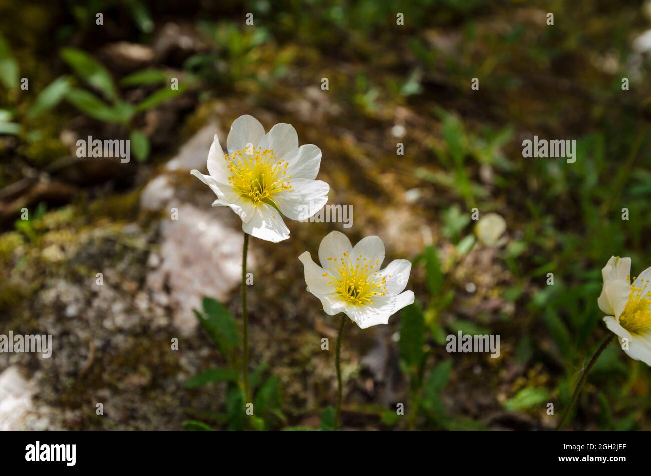 Arctic White Flower - Dryad (Dryas punctata Stock Photo - Alamy