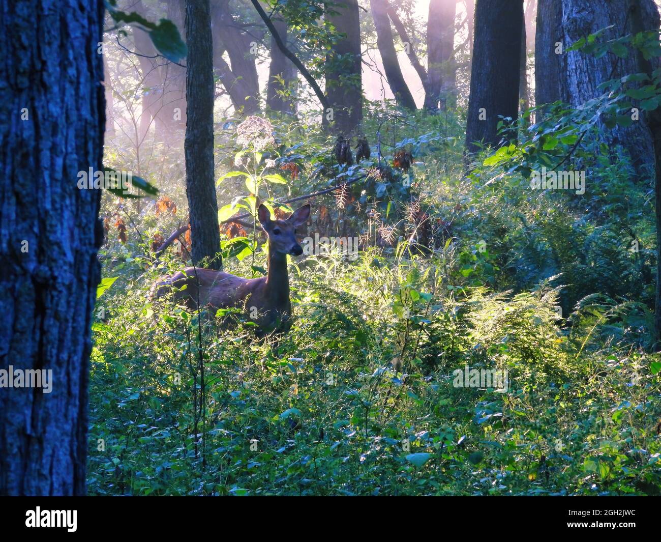 Deer in Woods at Dawn: A doe deer stands in the forest at dawn with sun ...