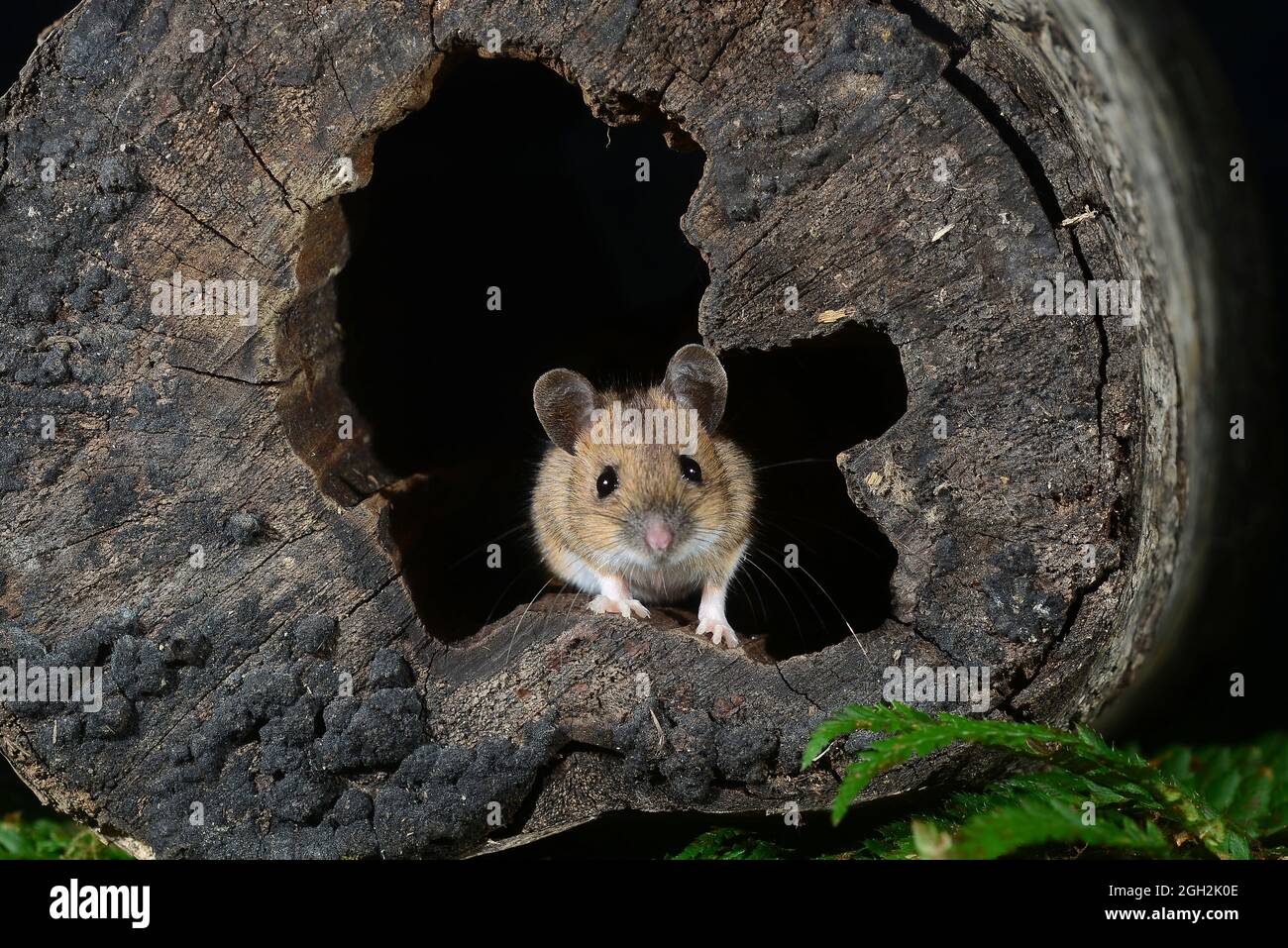 wood mouse apodemus sylvaticus Stock Photo - Alamy wood mouse apodemus sylvaticus Stock Photo - Alamy