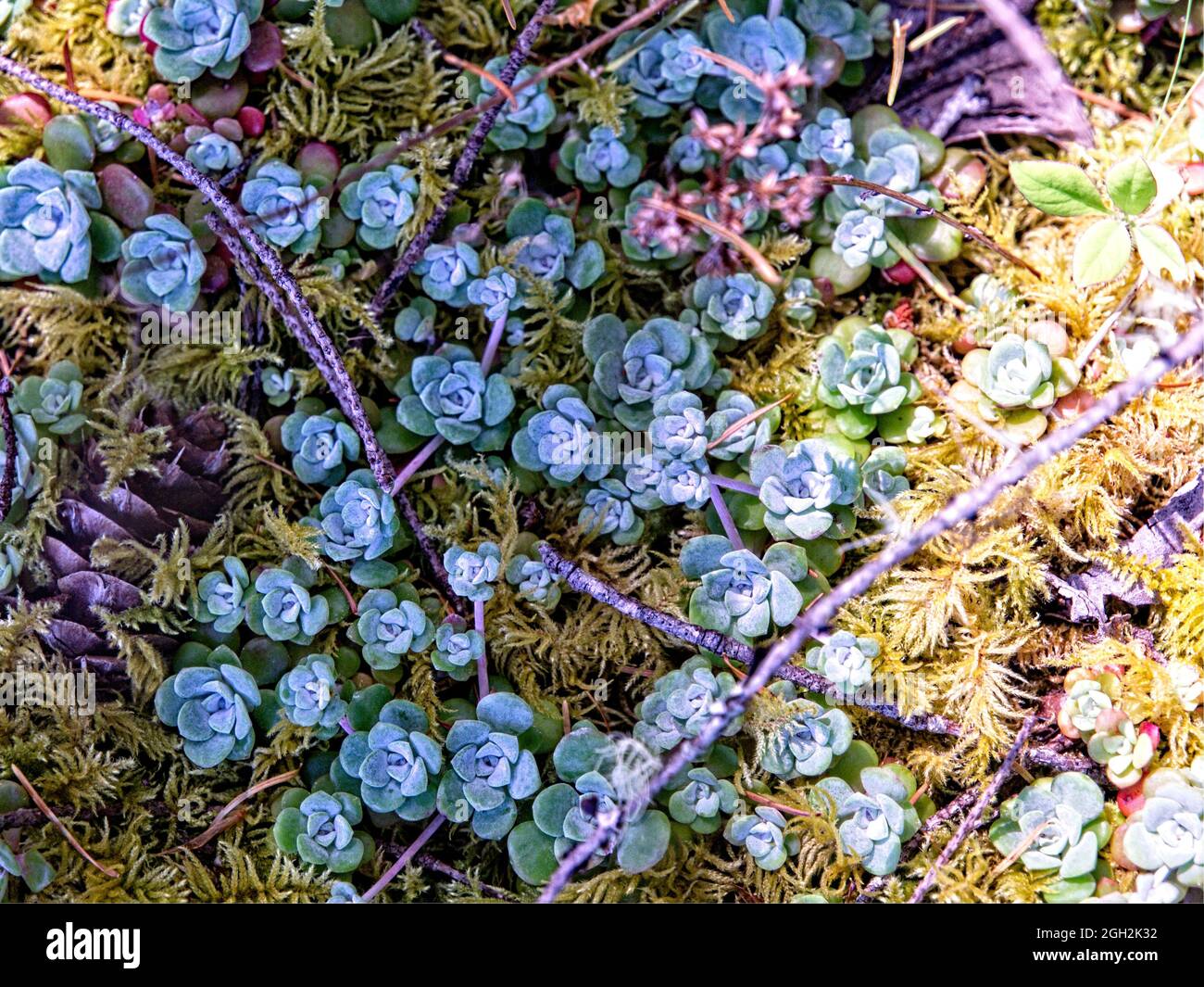 Colorful Forest Floor - Some colorful growth on a Pacific Northwest ...