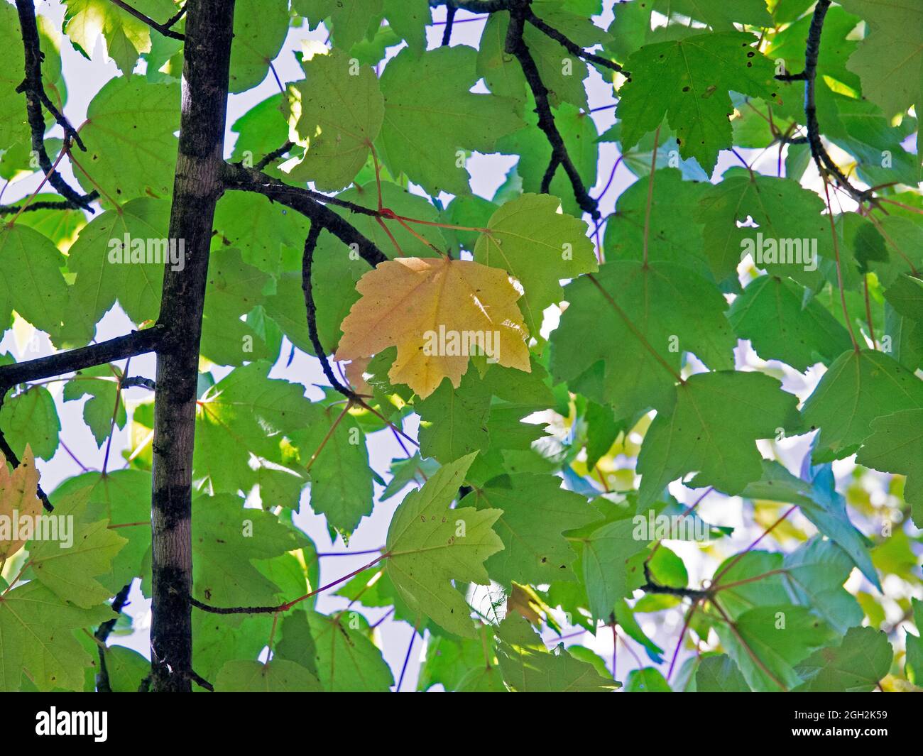 A Canopy Of Leaves - The underside of a spread of green leaves with one ...