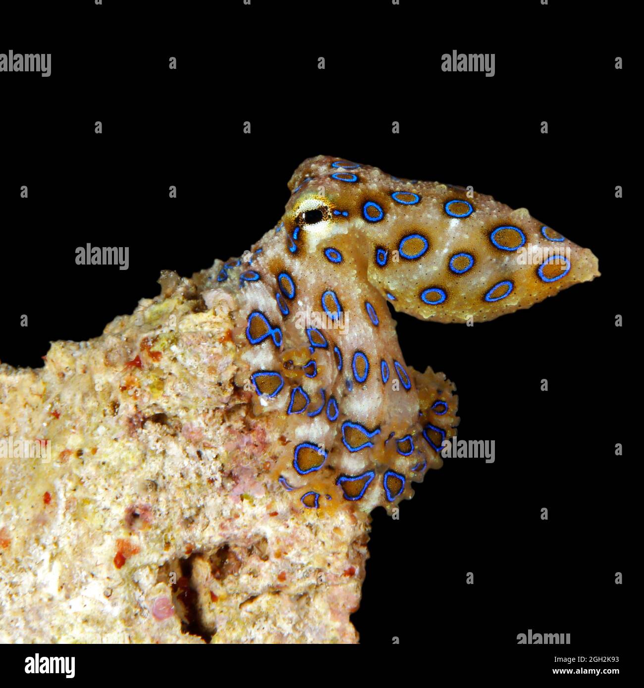 Greater Blue-ringed Octopus (Hapalochlaena lunulata). Raja Ampat, West ...