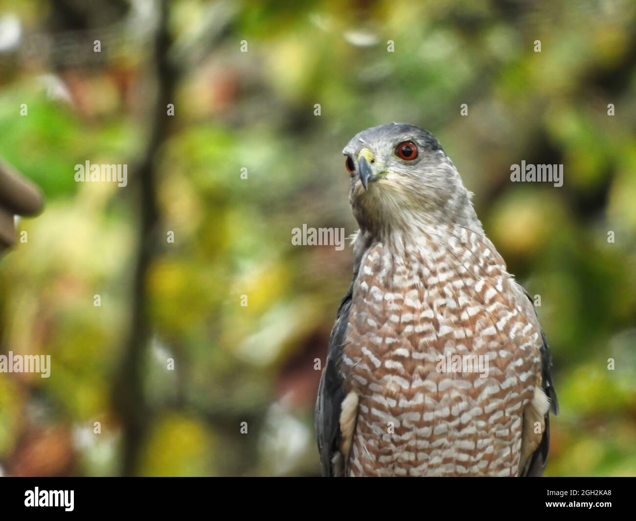 Hawk on a Fence: Closeup of a copper's hawk bird of prey raptor on a ...