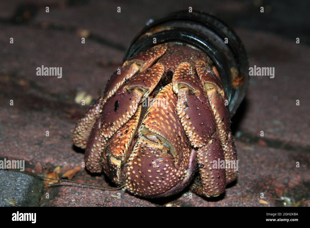 Hermit crab in glass jar hi-res stock photography and images - Alamy