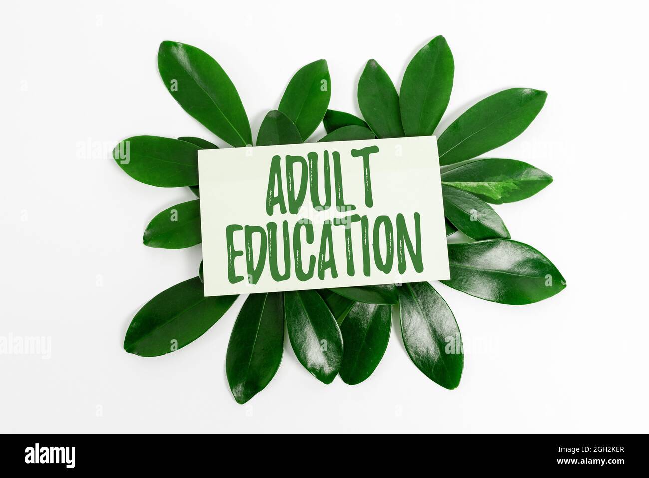 Adult Nature Programs