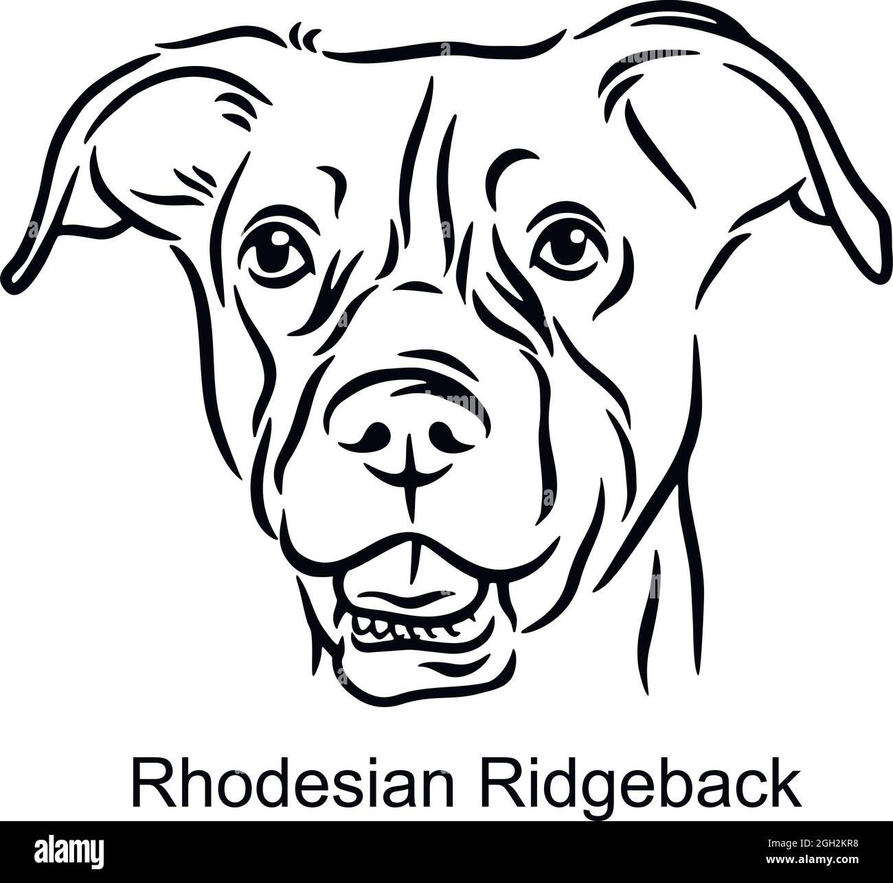 Rhodesian Ridgeback Portrait Dog in Line style - Pet Portrait in Light ...