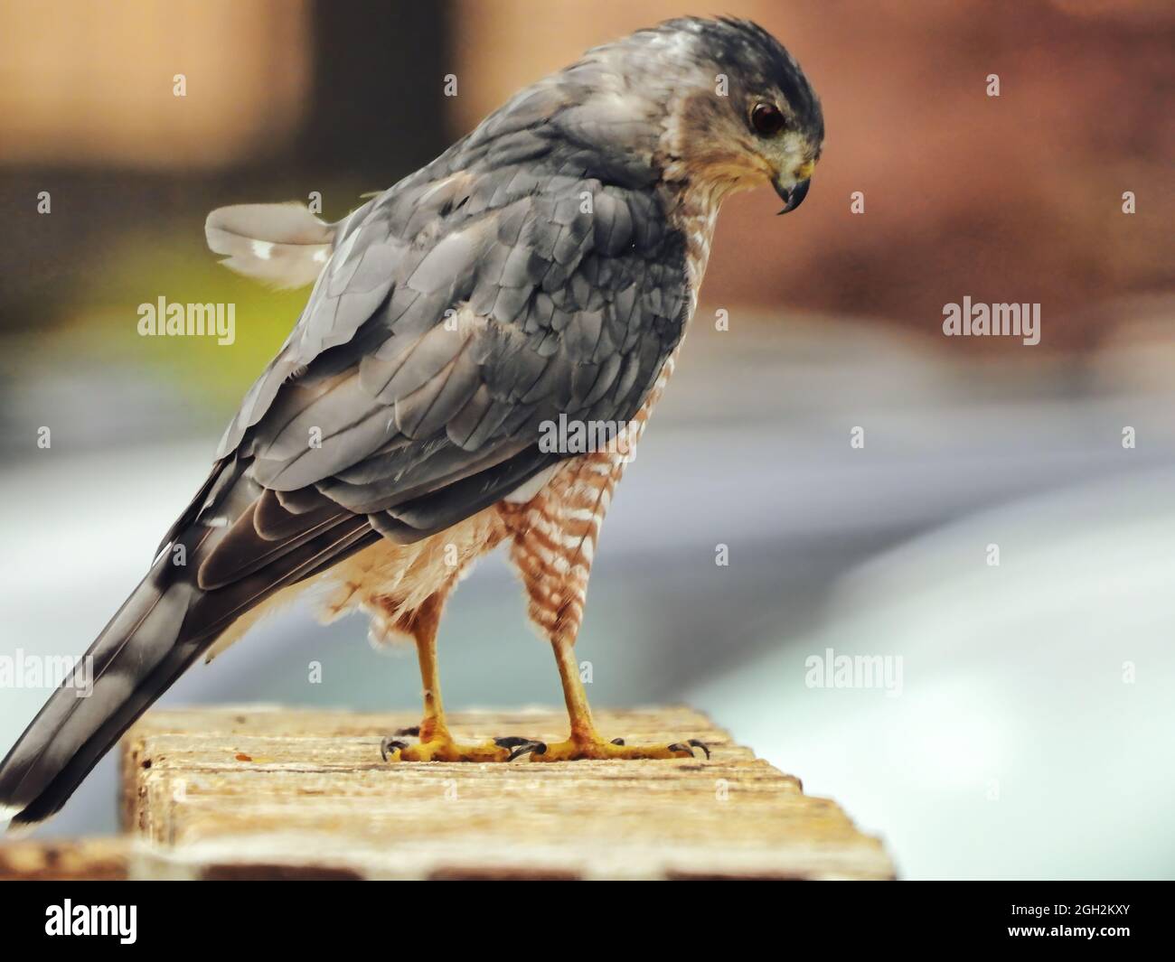 Hawk on a Fence: Side closeup view of a copper's hawk bird of prey ...