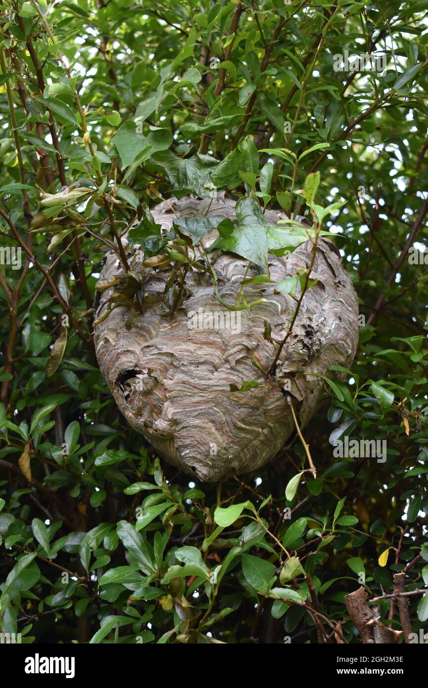 Wasps in nest hi-res stock photography and images - Alamy