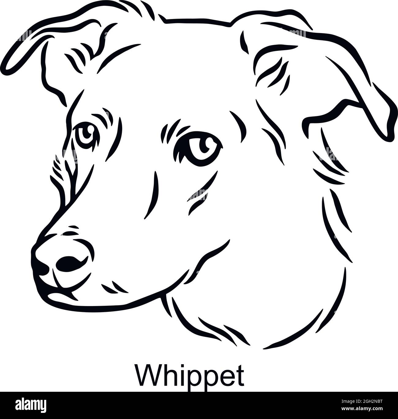 Whippet Portrait Dog in Line style - Pet Portrait in Light Style head ...