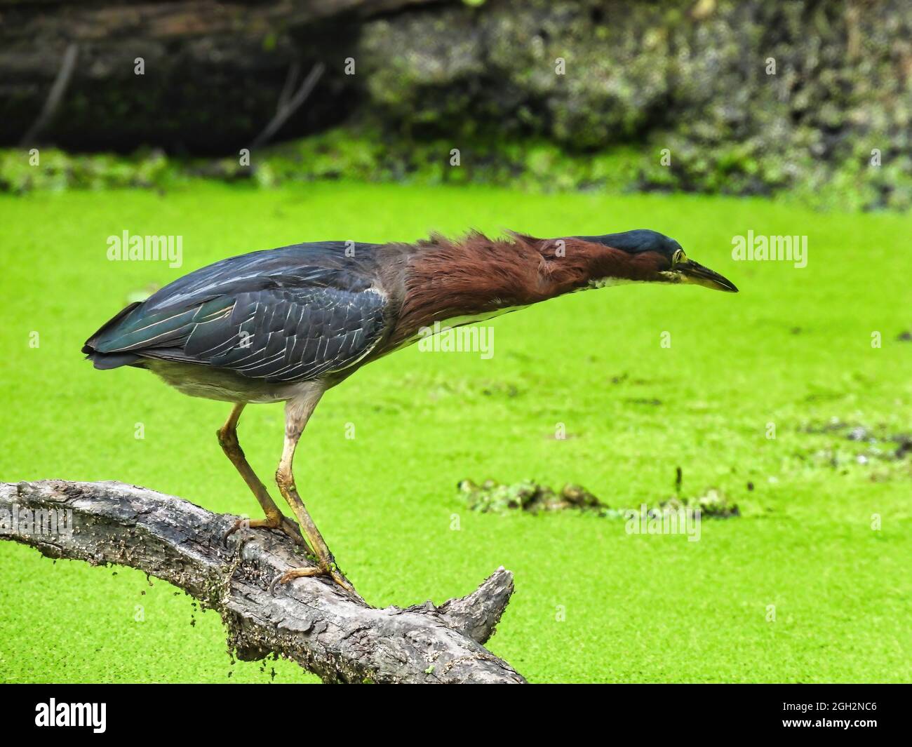 Heron on the Hunt: A green heron bird outstretches neck ready to strike ...