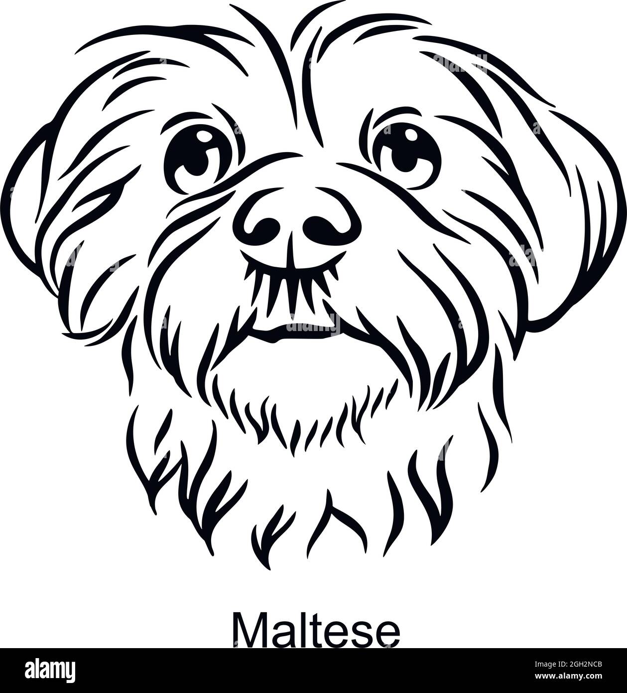 Maltese face Cut Out Stock Images & Pictures - Alamy
