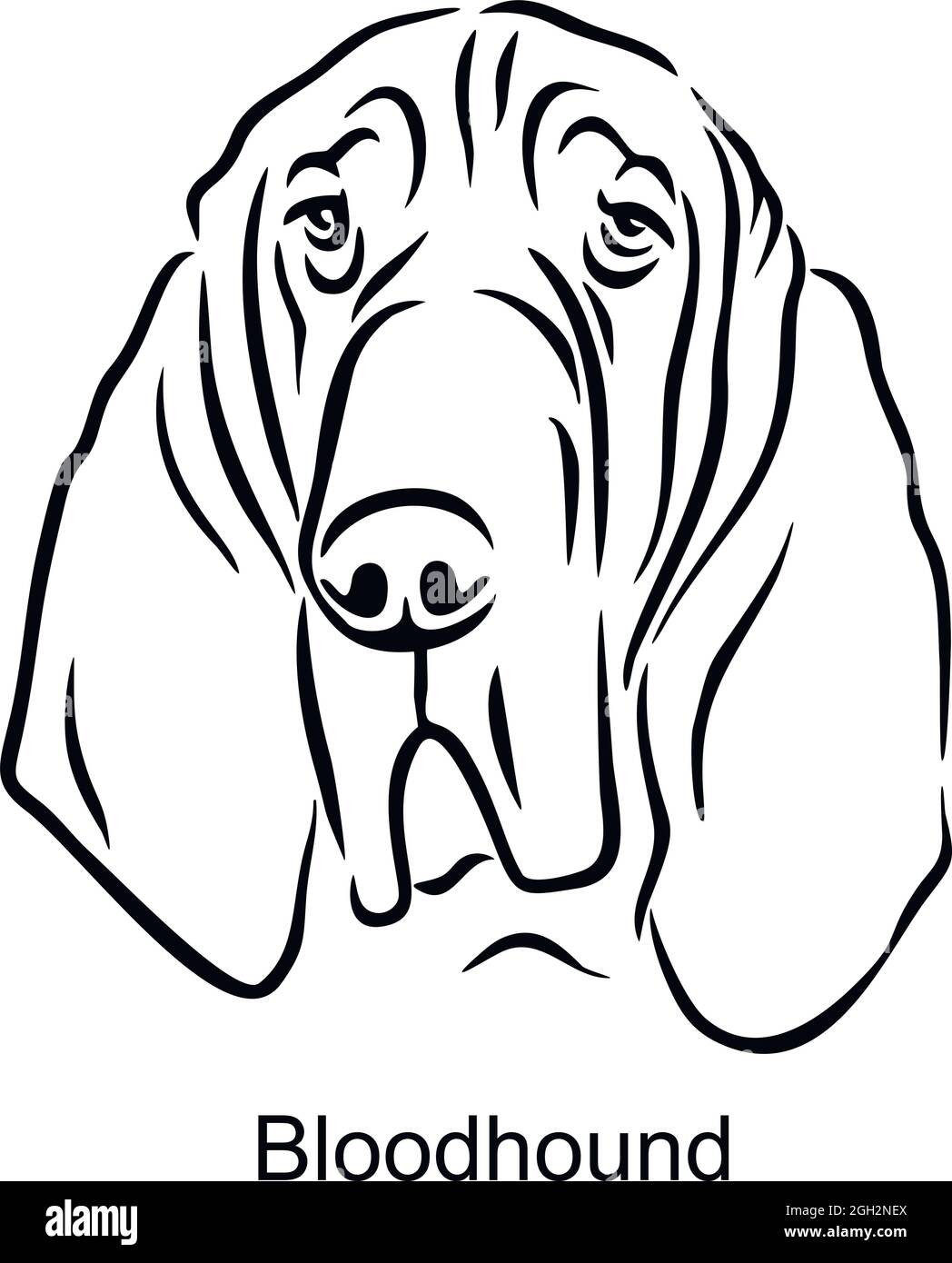 Bloodhound portrait Stock Vector Images - Alamy