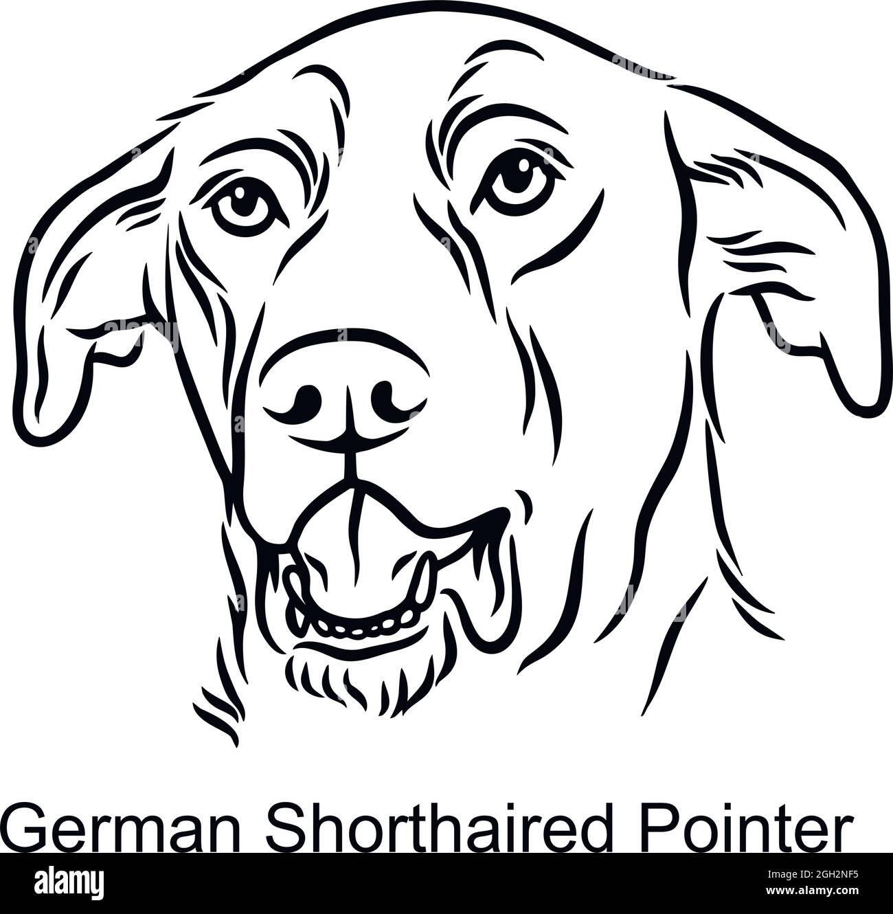 German Shorthaired Pointer Portrait Dog in Line style - Pet Portrait in ...