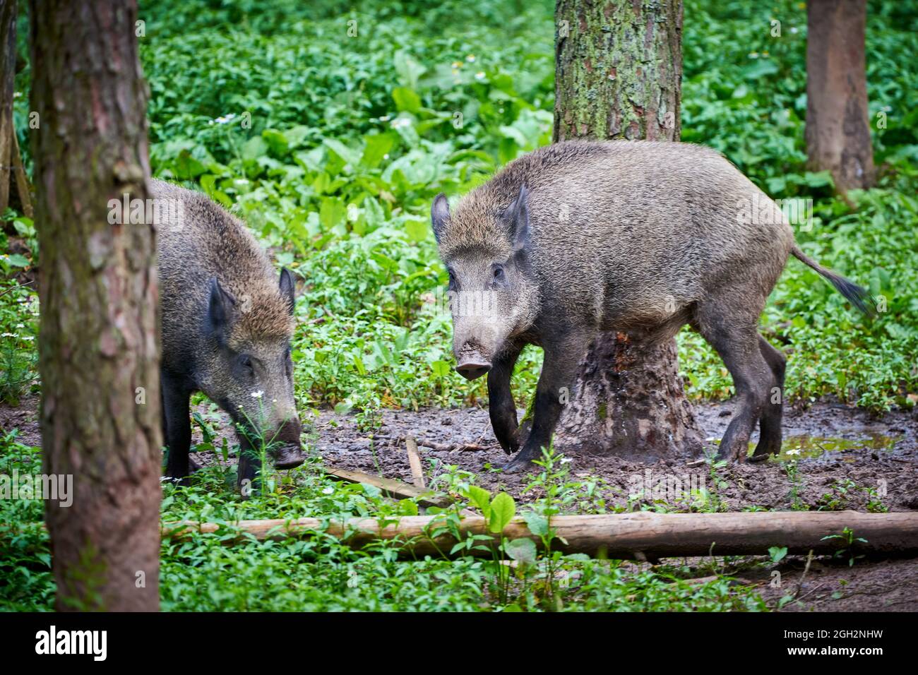 Wild boar in natural habitat ( Sus Scrofa Stock Photo - Alamy
