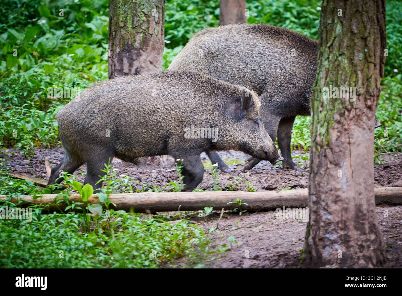 Wild boar in natural habitat ( Sus Scrofa Stock Photo - Alamy