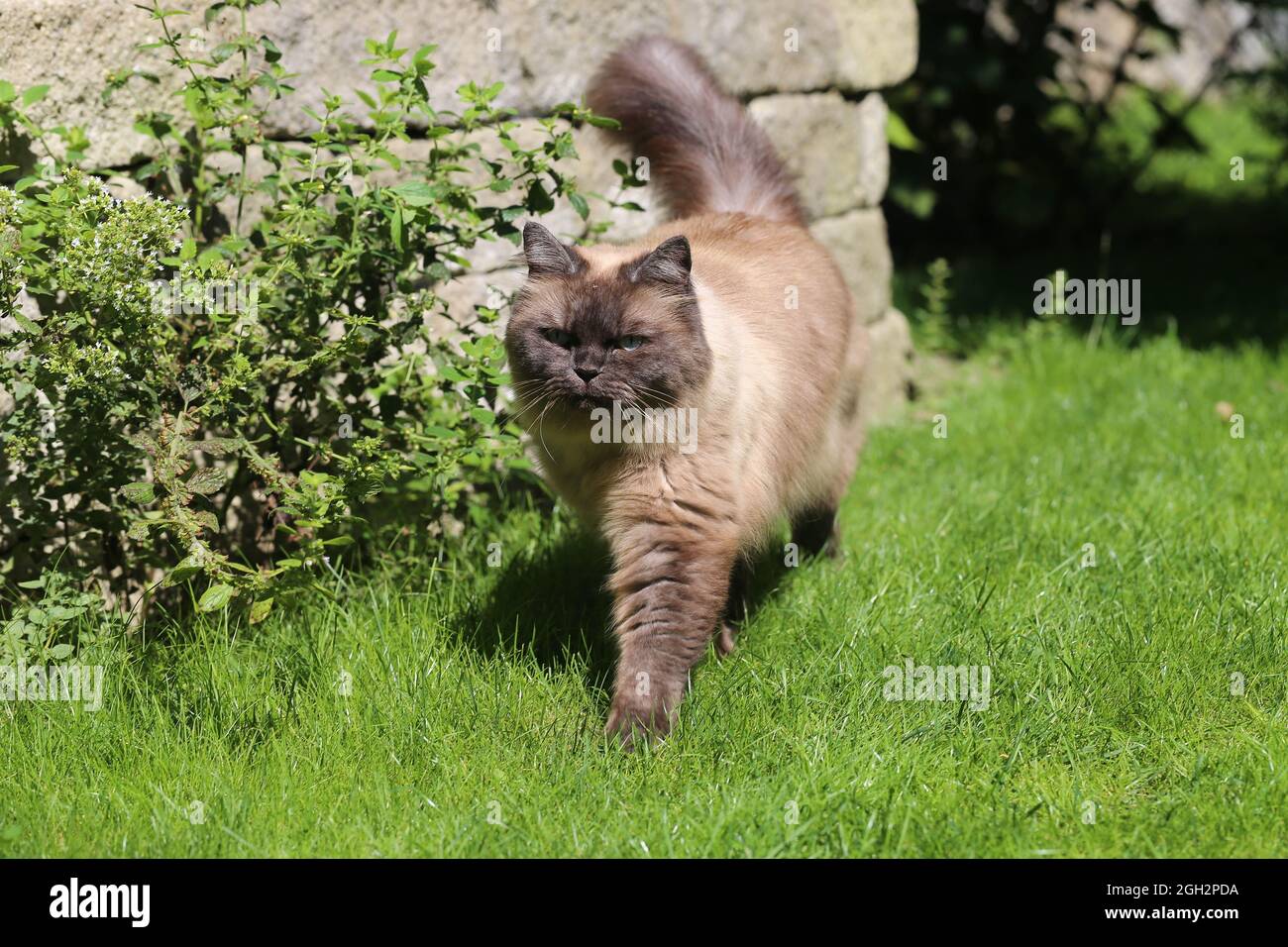 Kater blau hi-res stock photography and images - Alamy