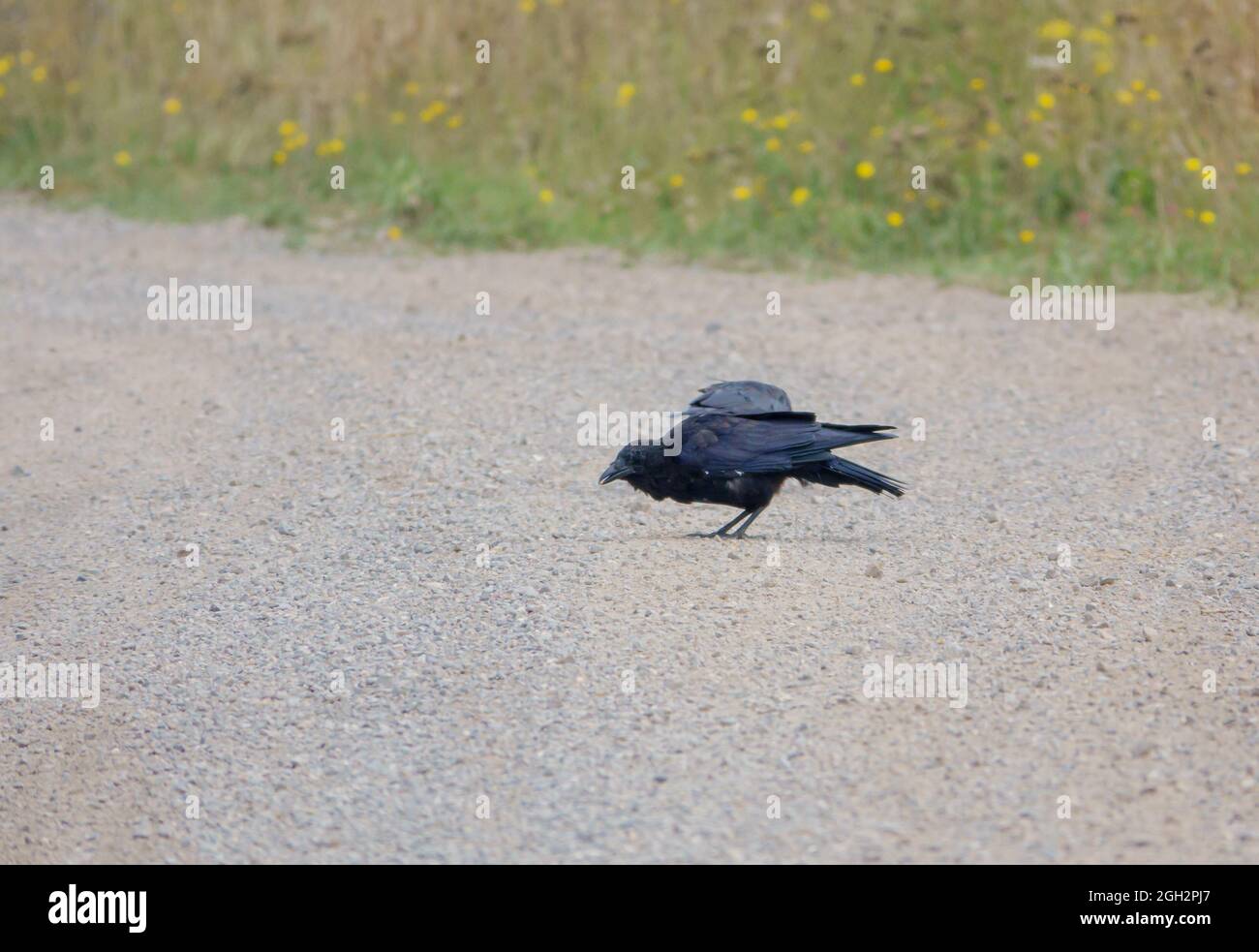 Crow track hi-res stock photography and images - Alamy